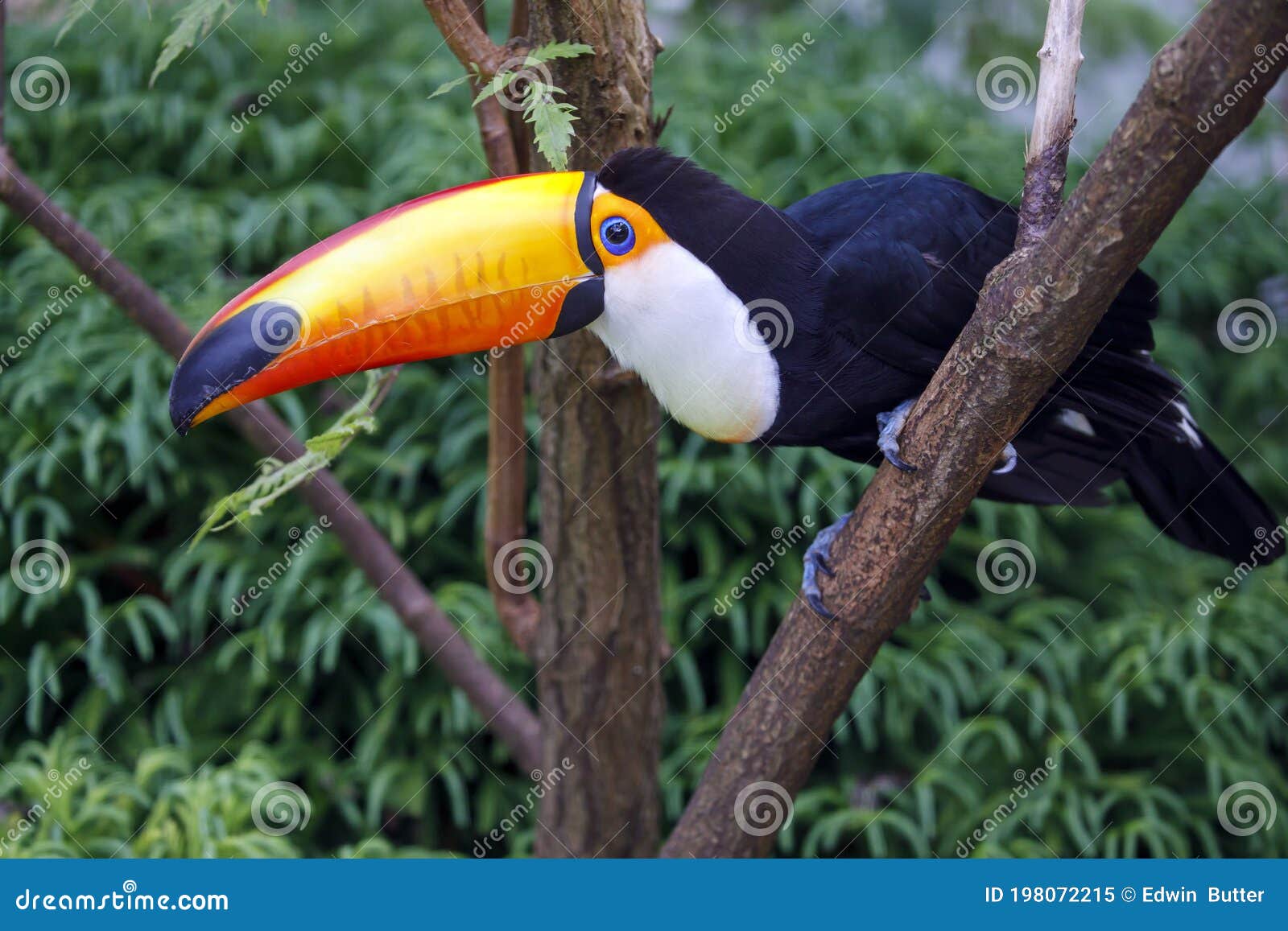 Close Up of a Beautiful Toco Toucan Ramphastos Toco Stock Image - Image ...