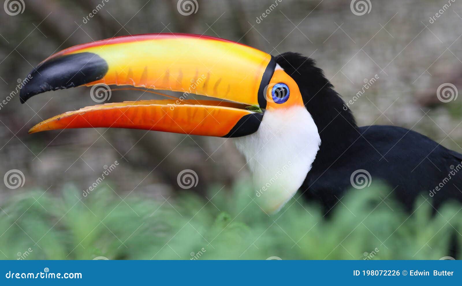 Close Up of a Beautiful Toco Toucan Ramphastos Toco Stock Photo - Image ...
