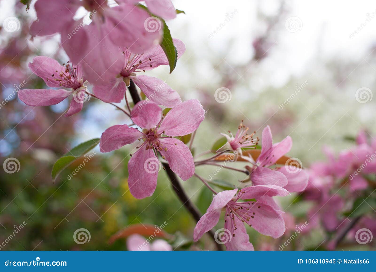 Close-up Beautiful Twig of Gentle Pale Pink Flowers of Sakura. Stock ... Close-up Beautiful Twig of Gentle Pale Pink Flowers of Sakura. Stock ...