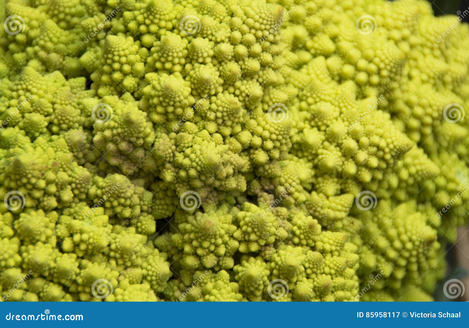 Close Up of Beautiful Typical Roman Broccoli Stock Image - Image of ...
