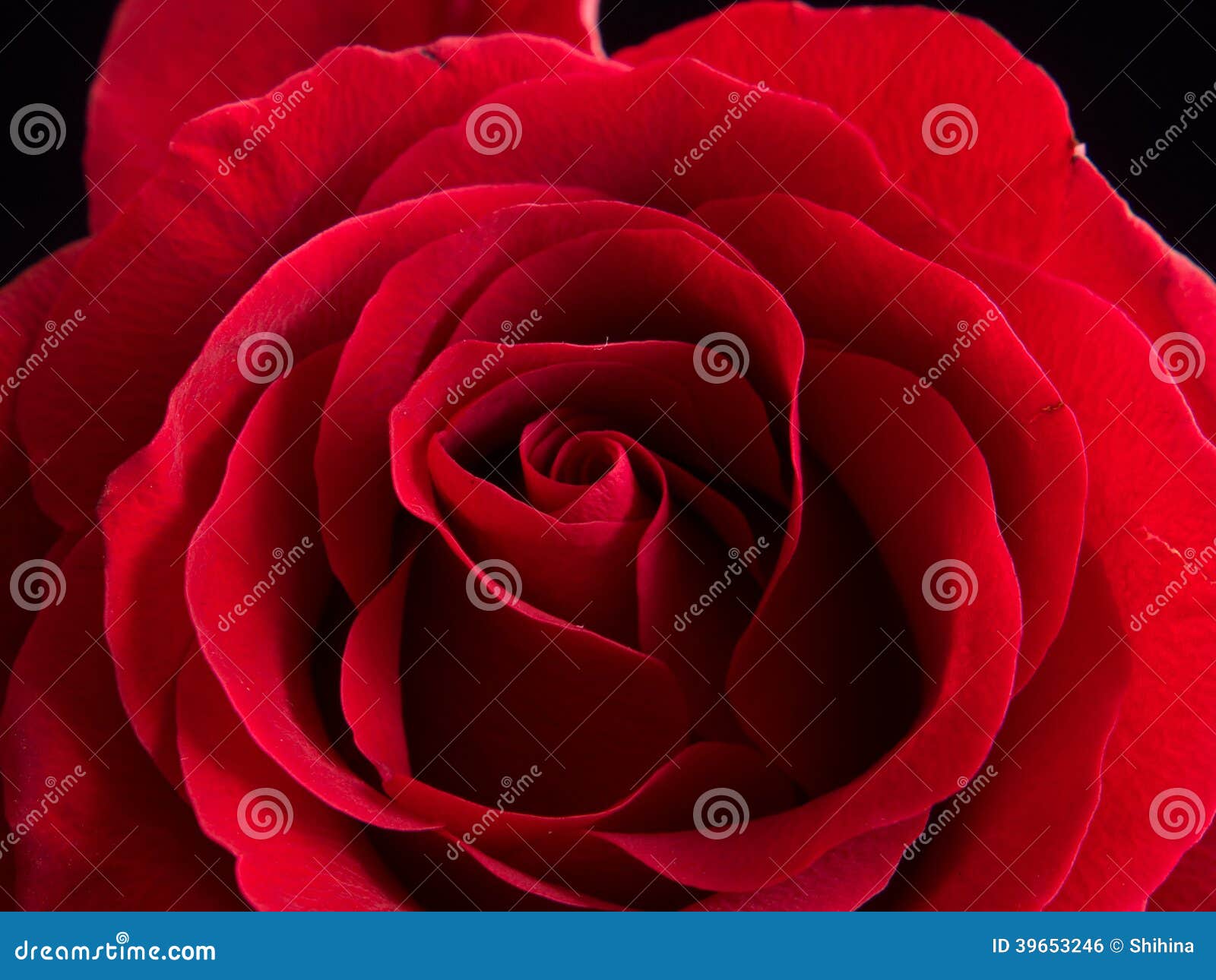Close Up of Beautiful Velvet Red Rose Stock Photo - Image of flower ...