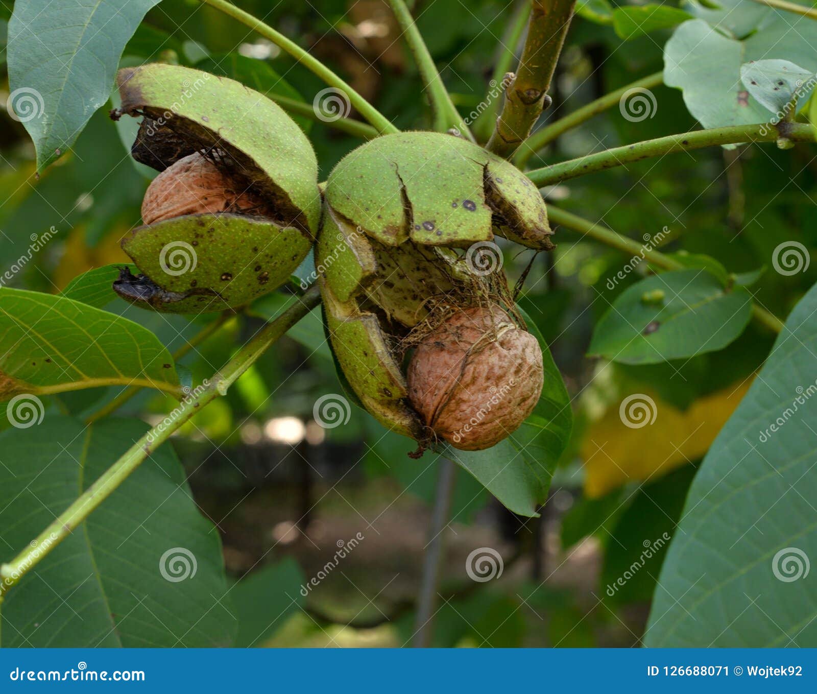 Walnuts on the tree. stock image. Image of walnuts, latin - 126688071