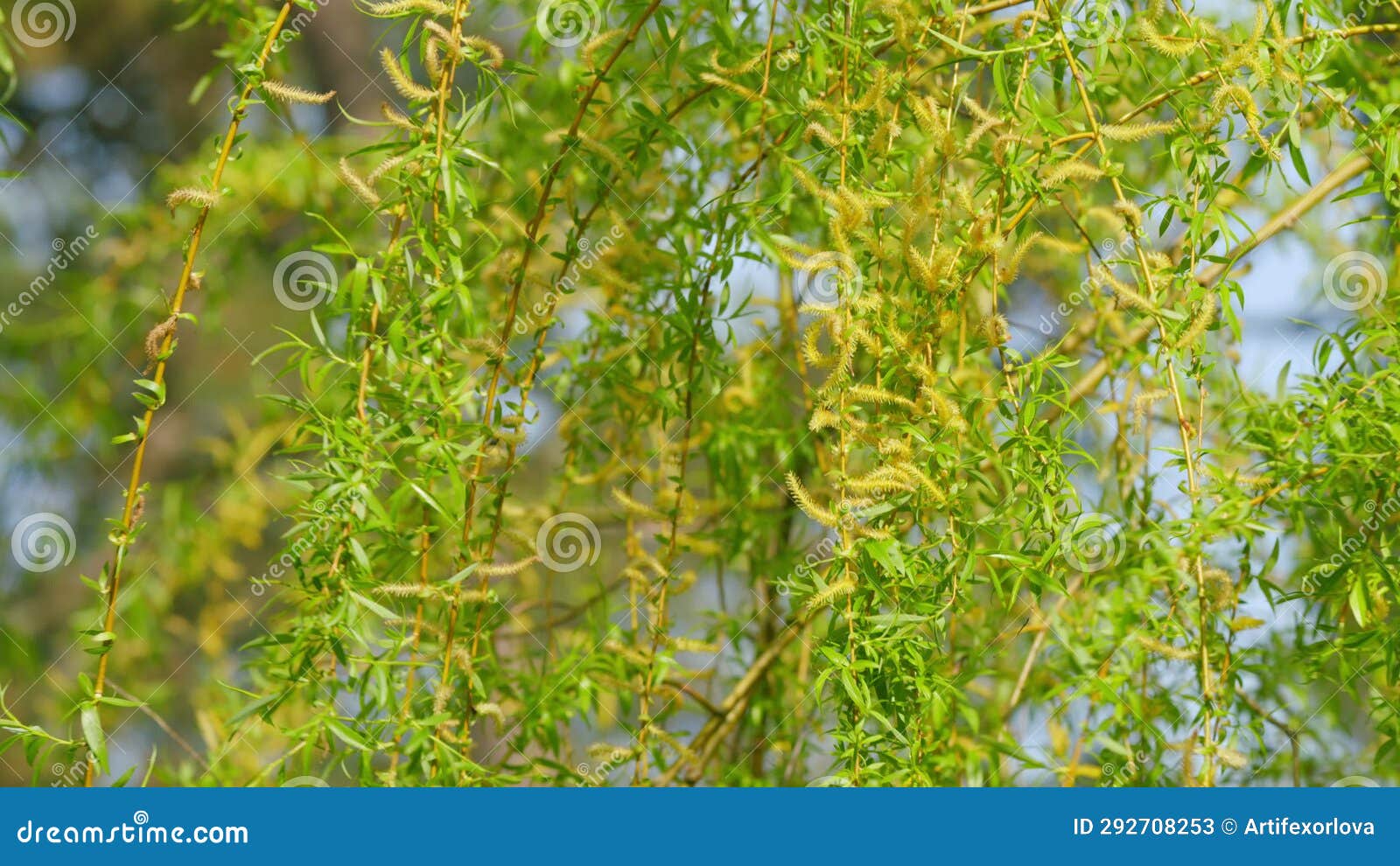 Beautiful Weeping Willow Flower. Weeping Willow Branches. Close Up ...