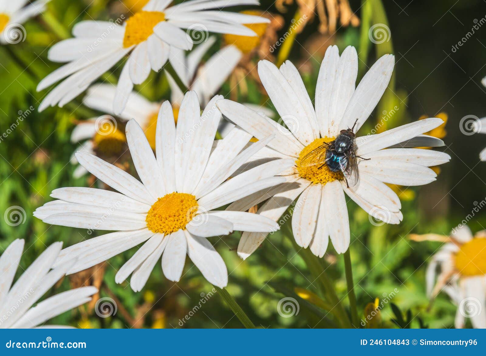 Close-up of Beautiful White Daisy with a Fly on it, Macro, Nature Stock ...