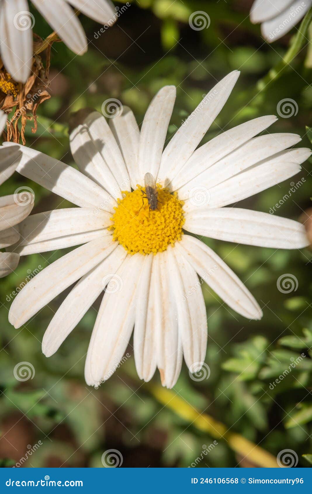 Close-up of Beautiful White Daisy with a Fly on it, Macro, Nature Stock ...