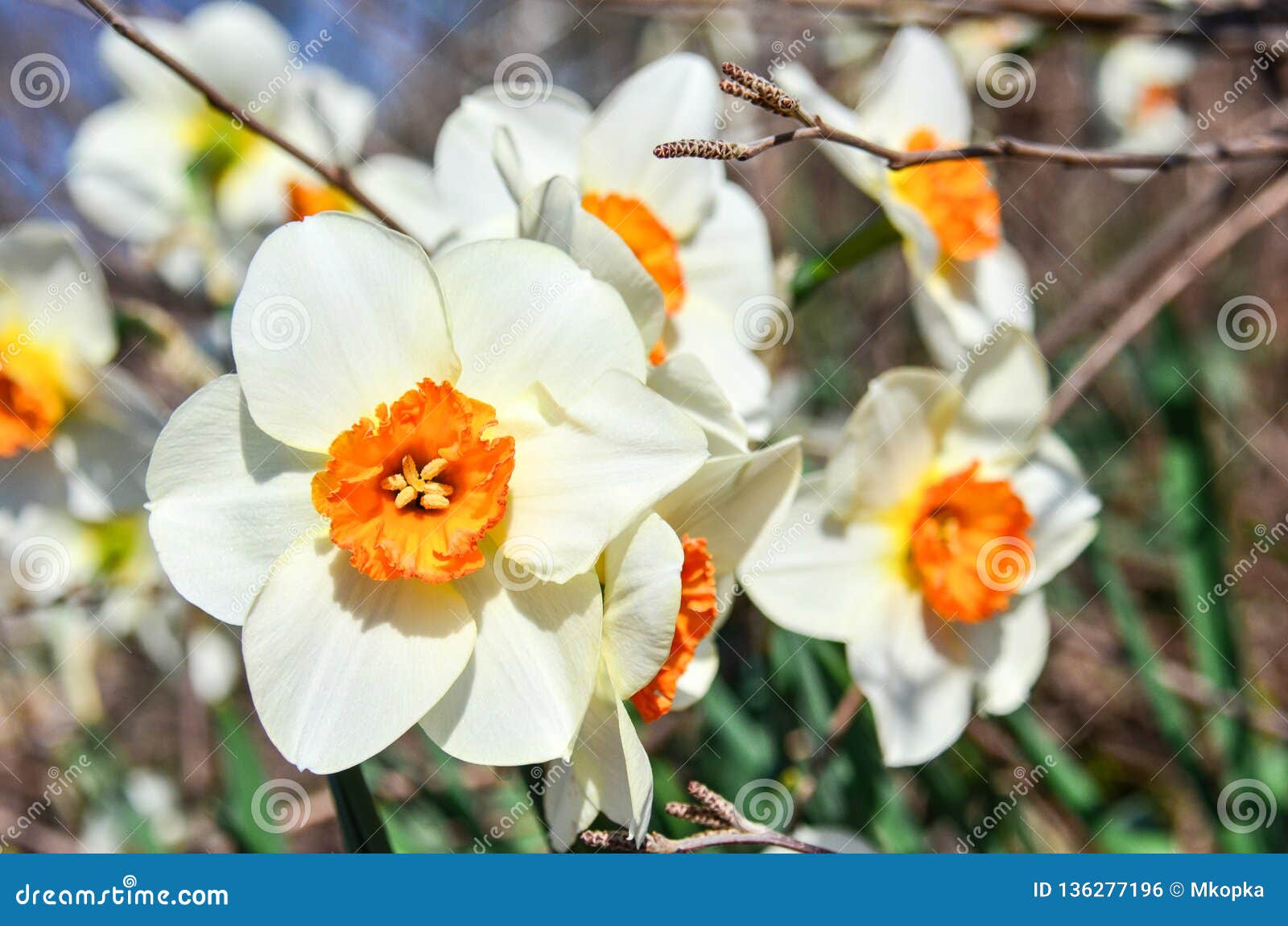 Close Up of a Beautiful White and Orange Daffodil Flower Stock Photo ...