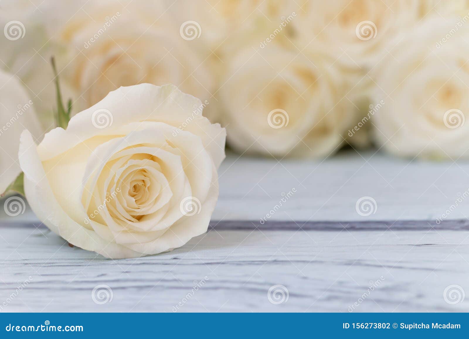 Close Up of a Beautiful White Rose. Stock Photo - Image of celebration ...