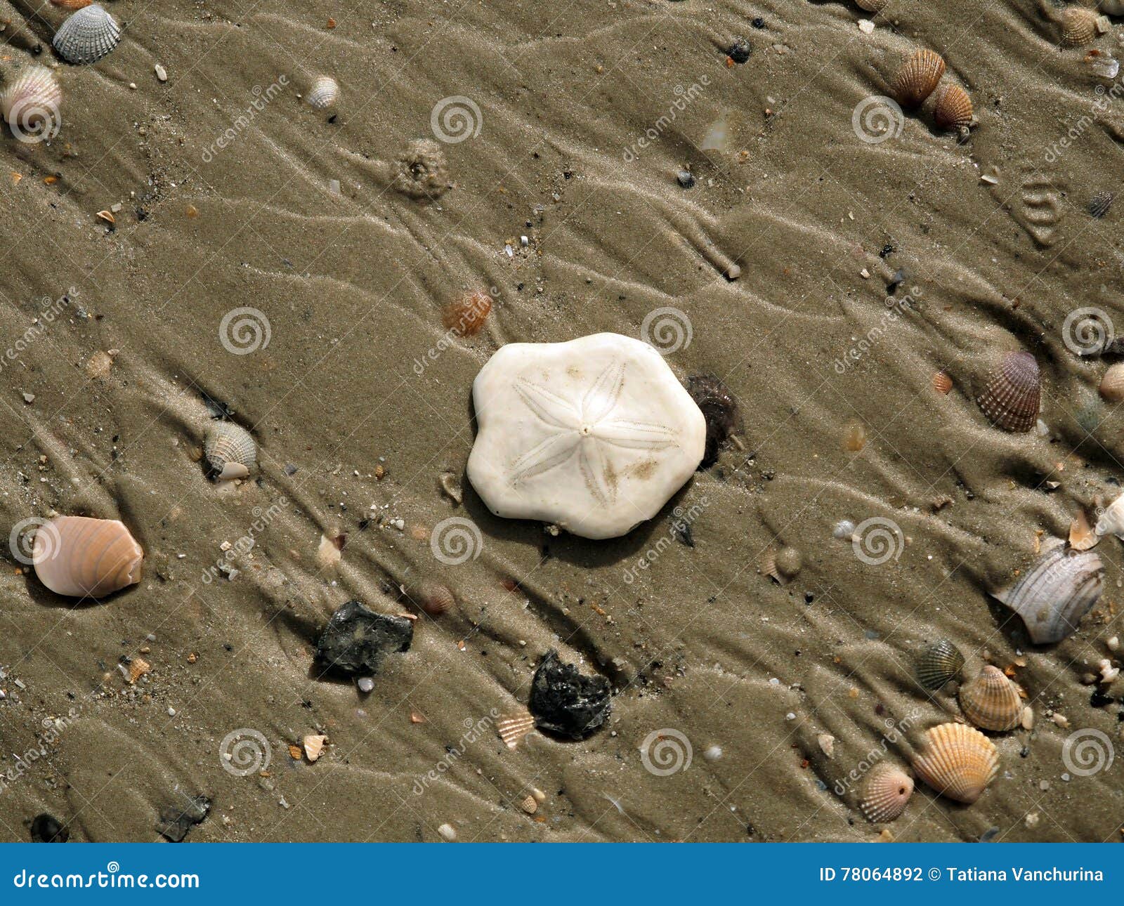 Close Up of Beautiful White Sand Dollar on the Beach Stock Photo ...