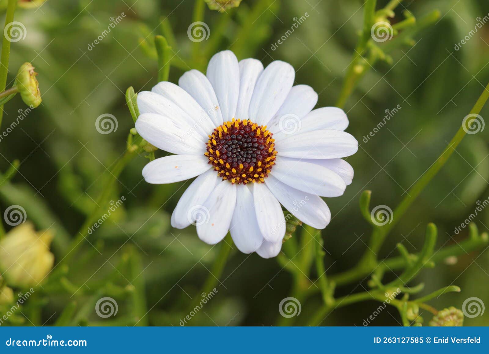 Beautiful White Swan River Daisy Stock Image - Image of nature, close ...