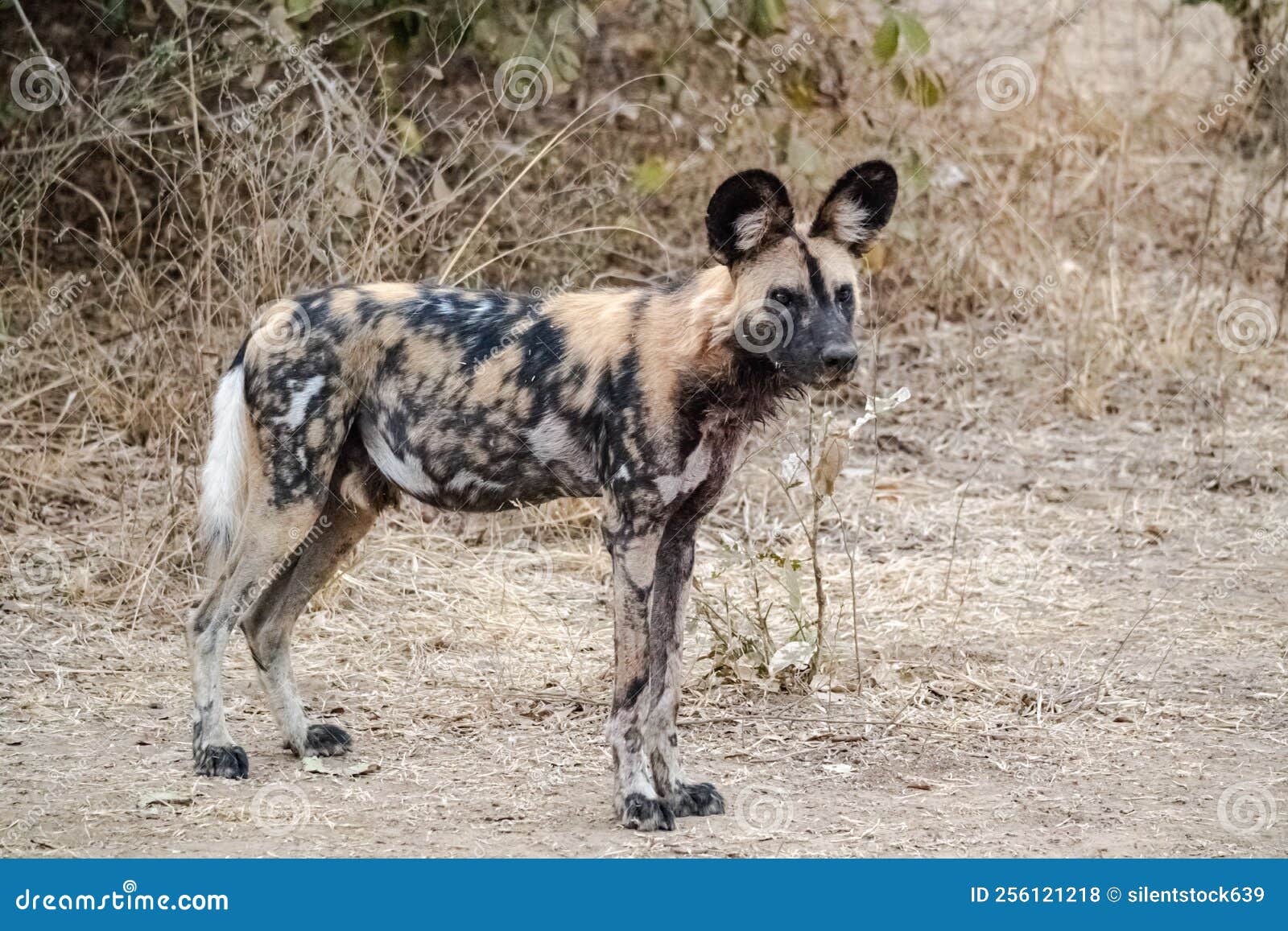Close-up of a Beautiful Wild Dog in the Savannah Stock Photo - Image of ...