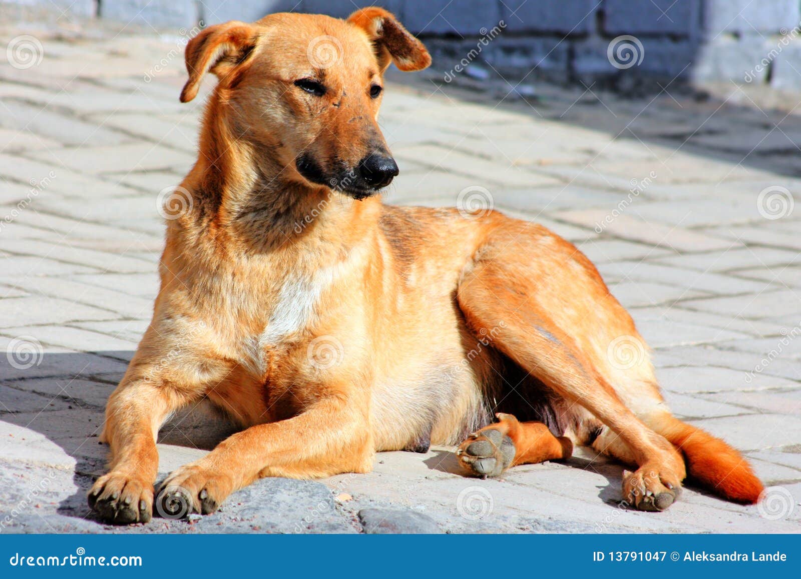 Close Up of an Beautiful Yellow Dog Stock Image - Image of ears ...