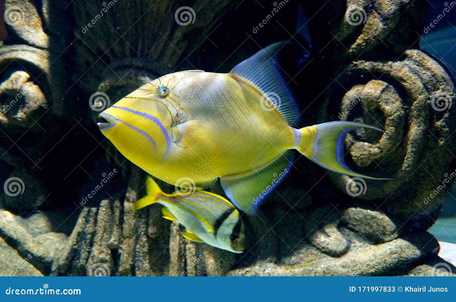 Close Up of a Beautiful Yellow Queen Triggerfish Stock Image - Image of ...