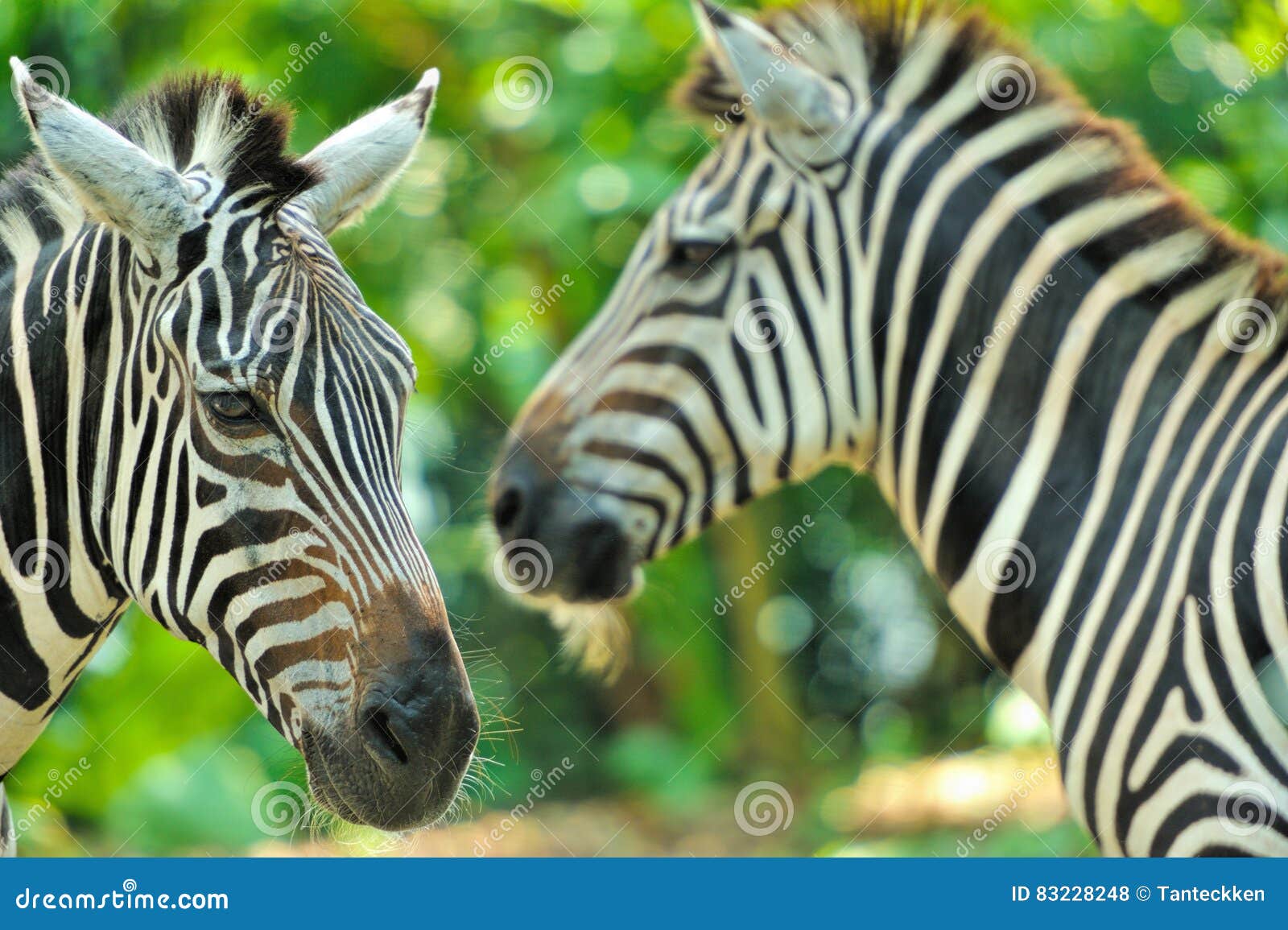 Close Up of Beautiful Zebras Stock Photo - Image of head, black: 83228248