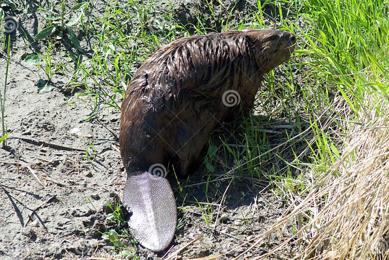 Close-up Beaver stock photo. Image of land, beaver, outside - 5405138