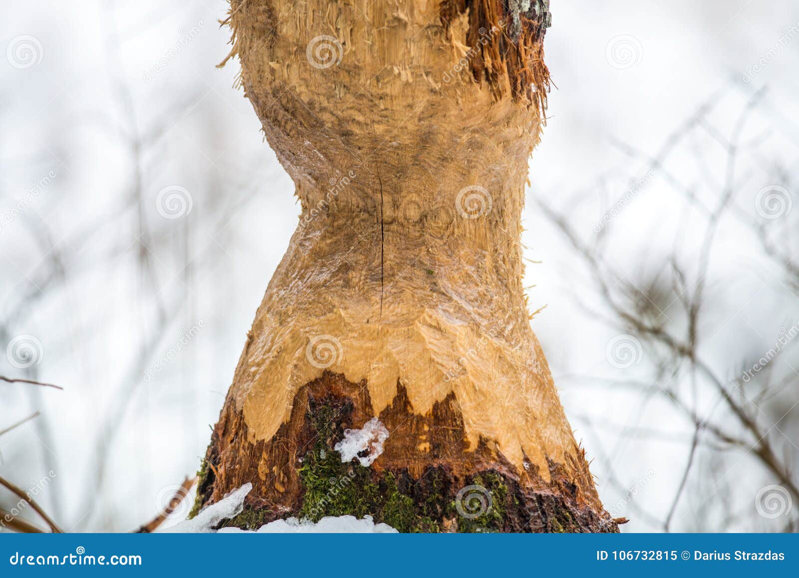 Beaver bitten tree stock image. Image of rodent, bitten - 106732815