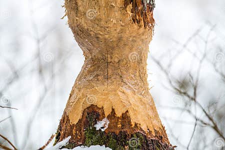Beaver bitten tree stock image. Image of rodent, bitten - 106732815