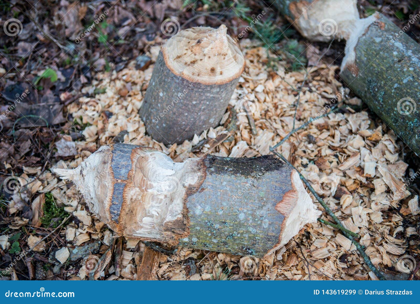 Beaver bitten tree stock image. Image of wood, natural - 143619299