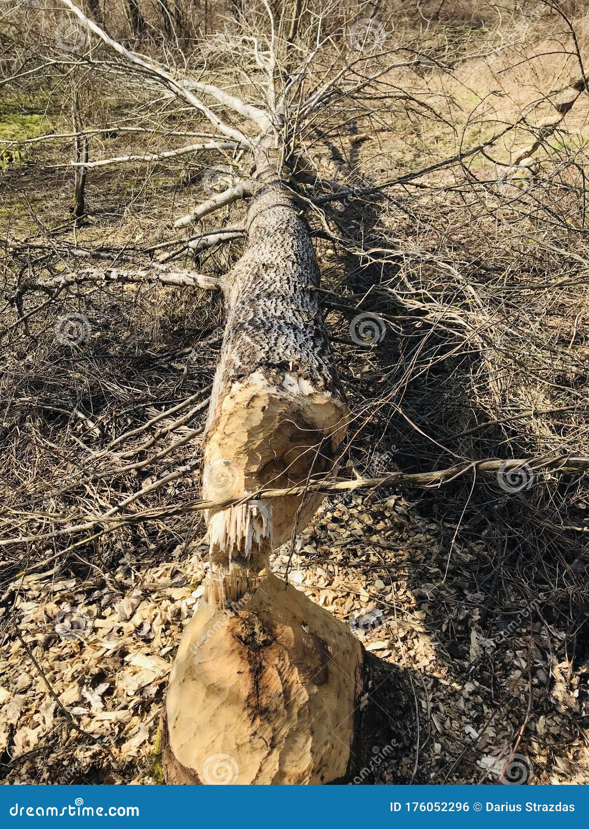Beaver bitten tree stock photo. Image of nature, vegetation - 176052296