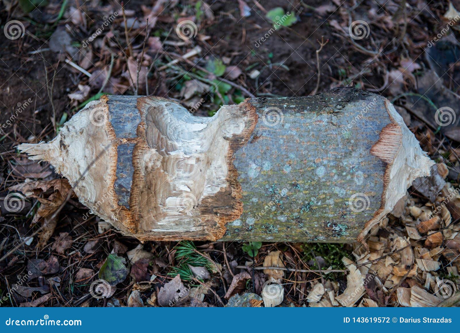 Close Up of a Beaver Bitten Tree Stock Photo - Image of zone, material ...