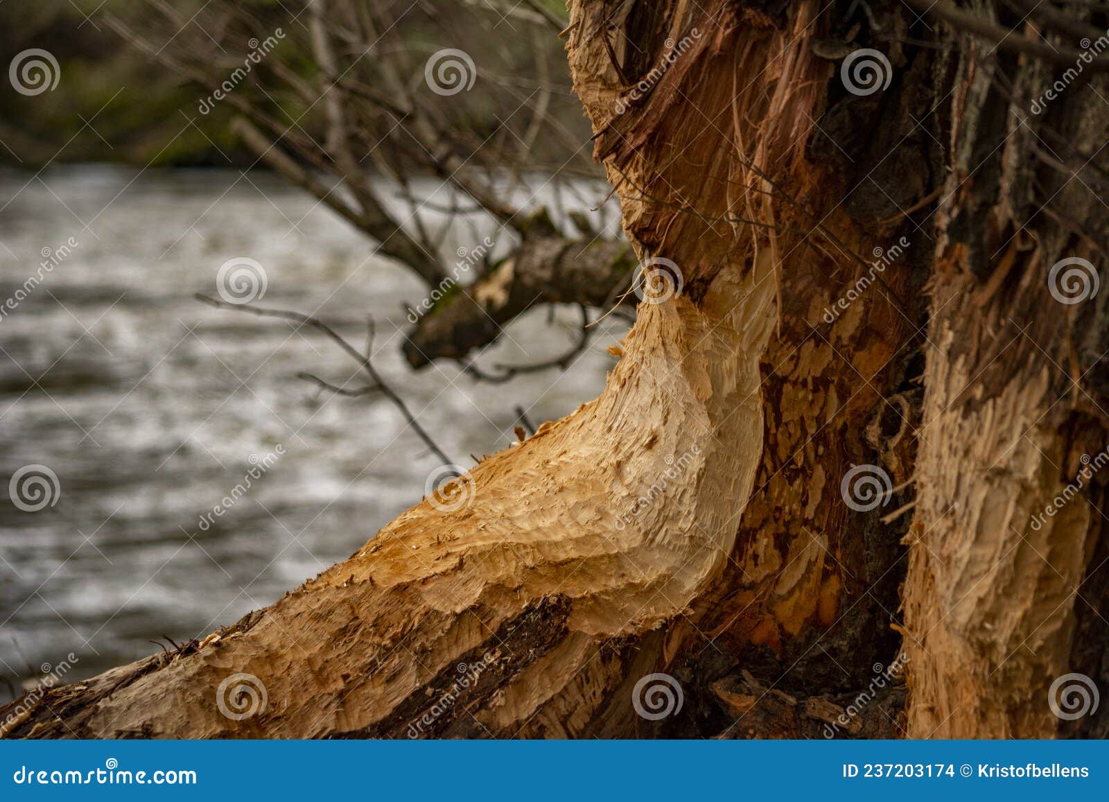 Close-up of Beaver Traces in the Process of Cutting Down a Tree Stock ...