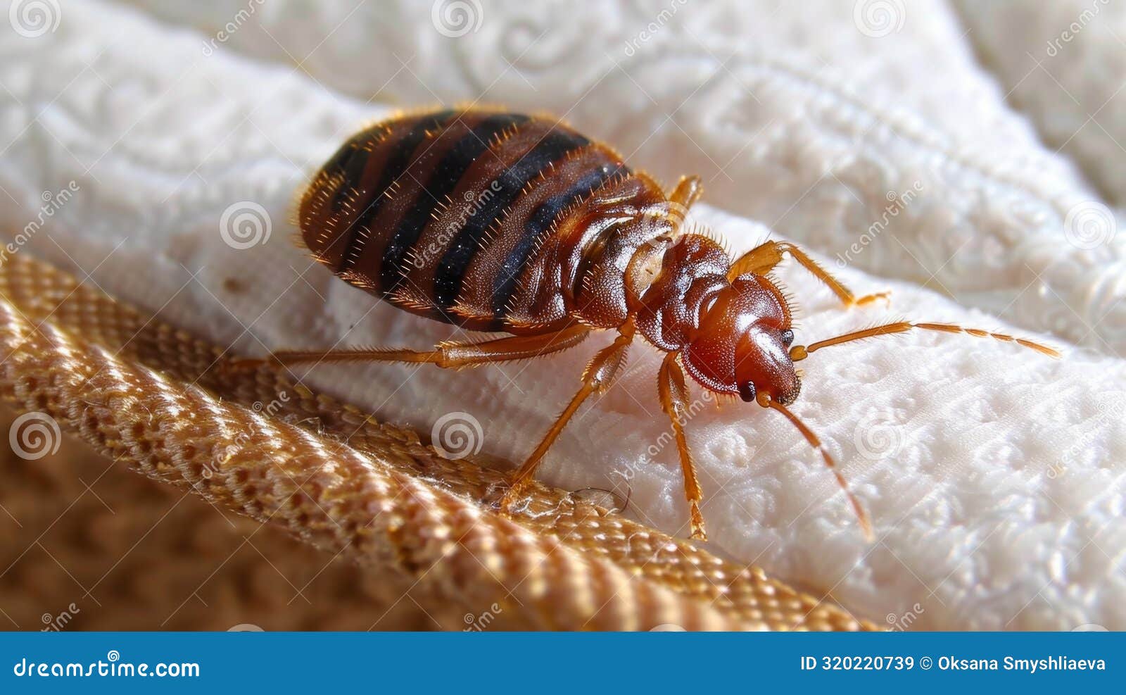Close-up of a Bed Bug on Fabric Texture - Pest Control Concept Stock ...