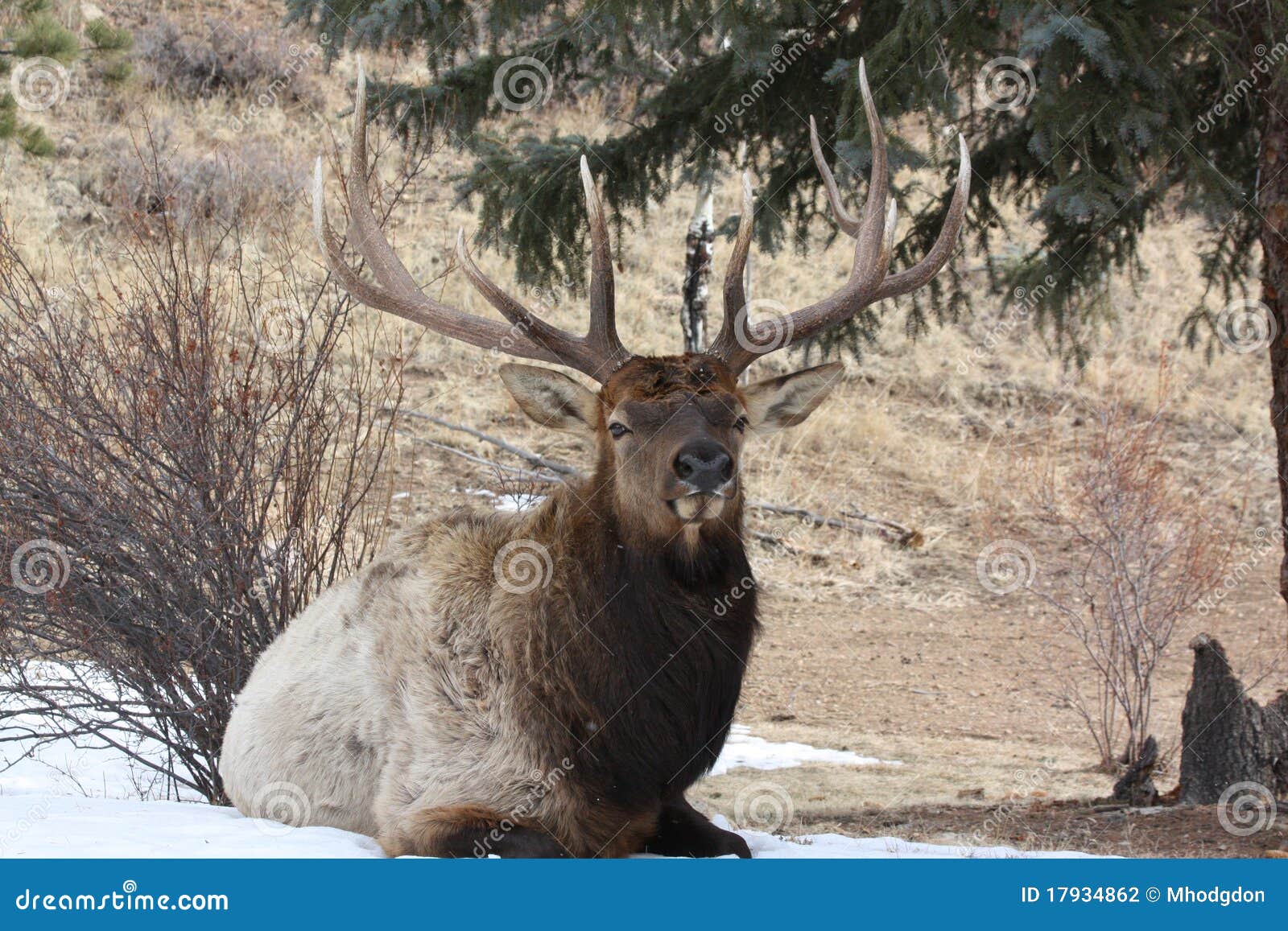 Close up bedded bull elk stock photo. Image of roosevelt - 17934862