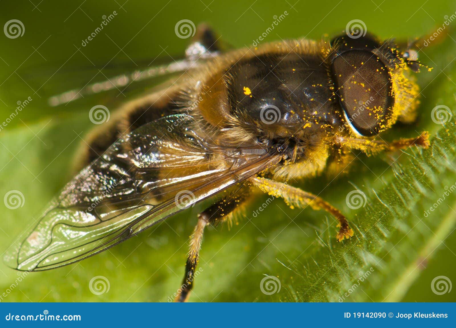 Close up from a bee stock photo. Image of golden, buzz - 19142090