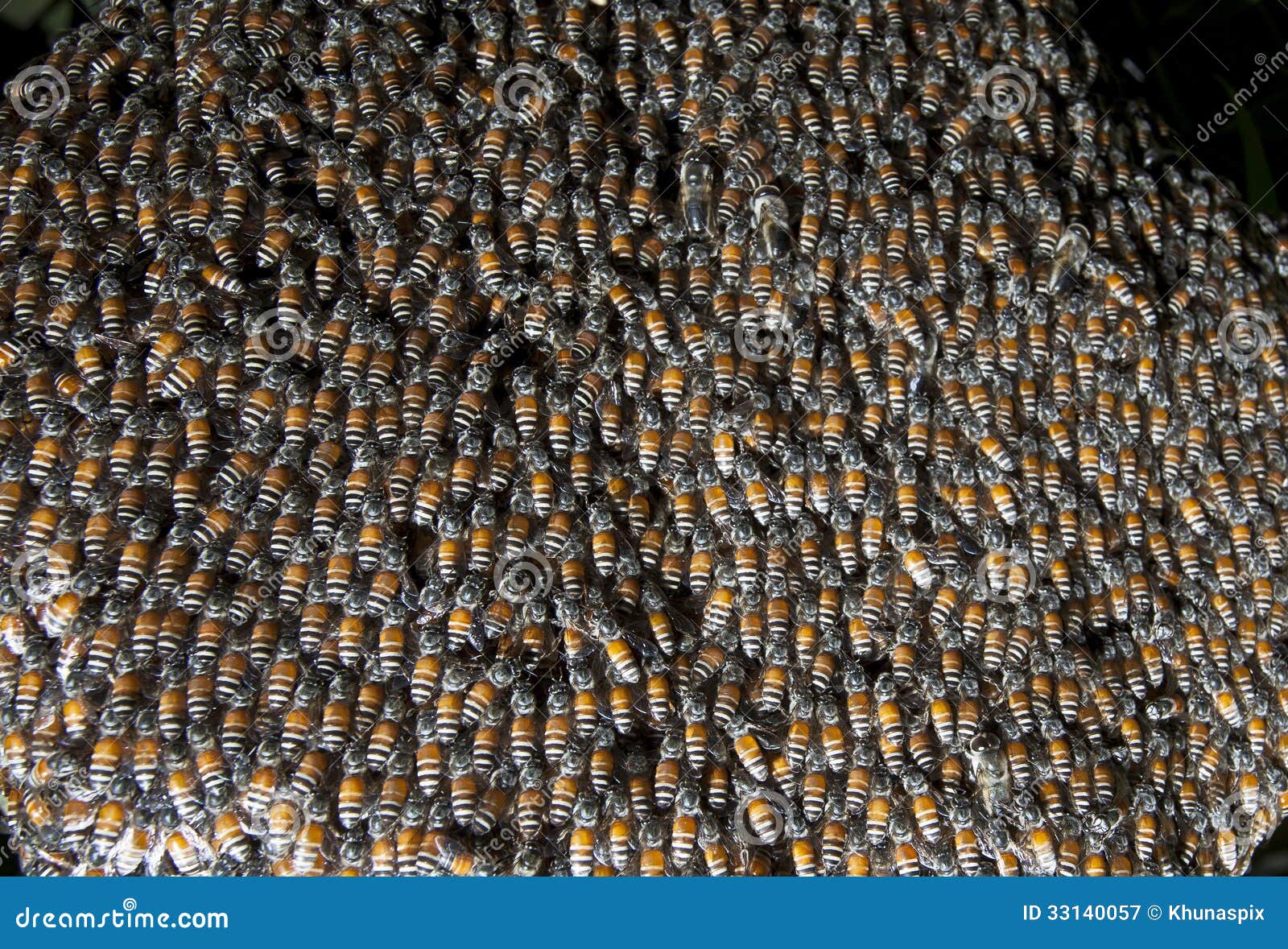 Close up of bee on Beehive stock image. Image of branch - 33140057