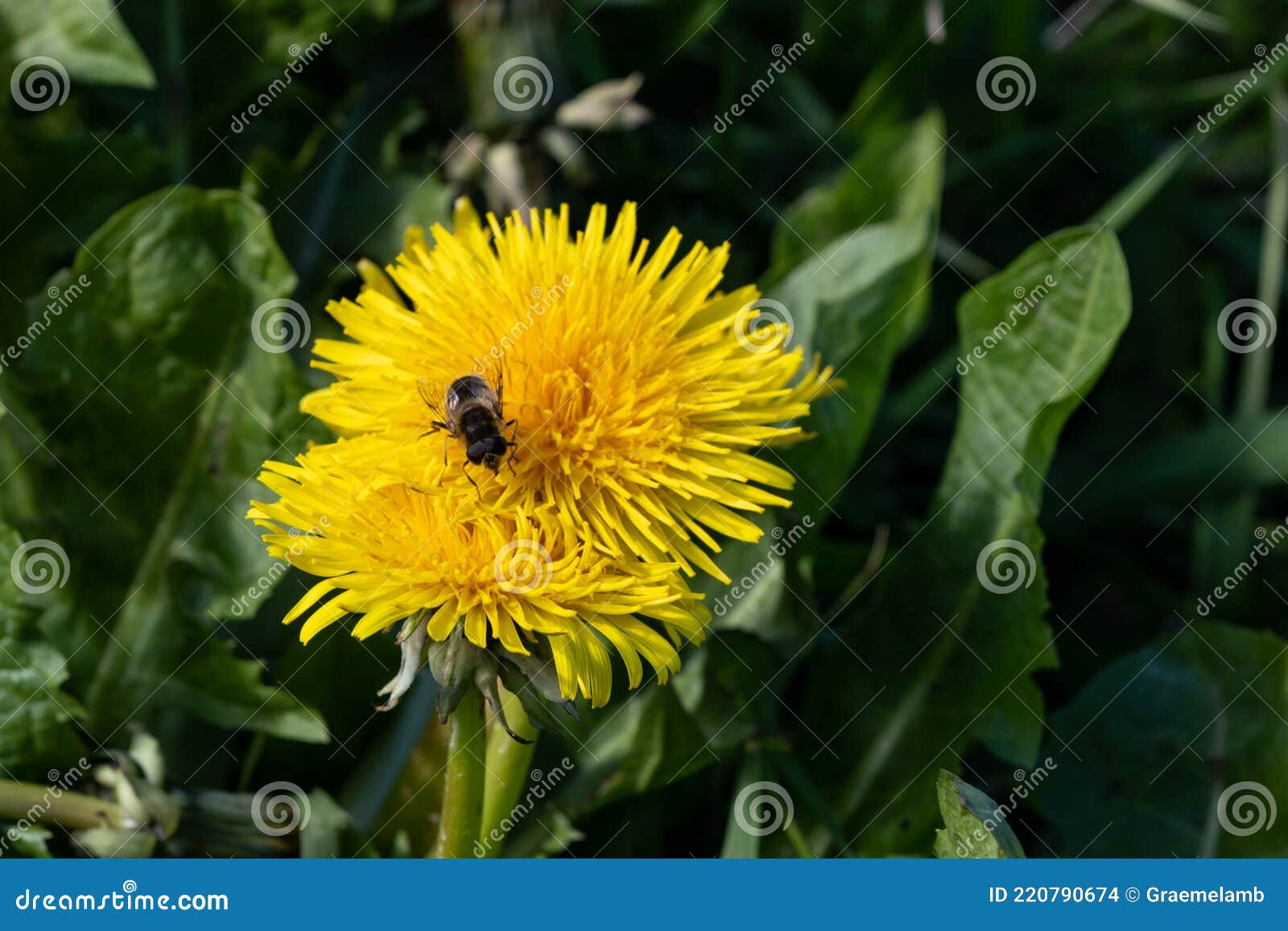 Close Up of a Bee on a Dandelion Upton Wirral May 2021 Stock Photo ...