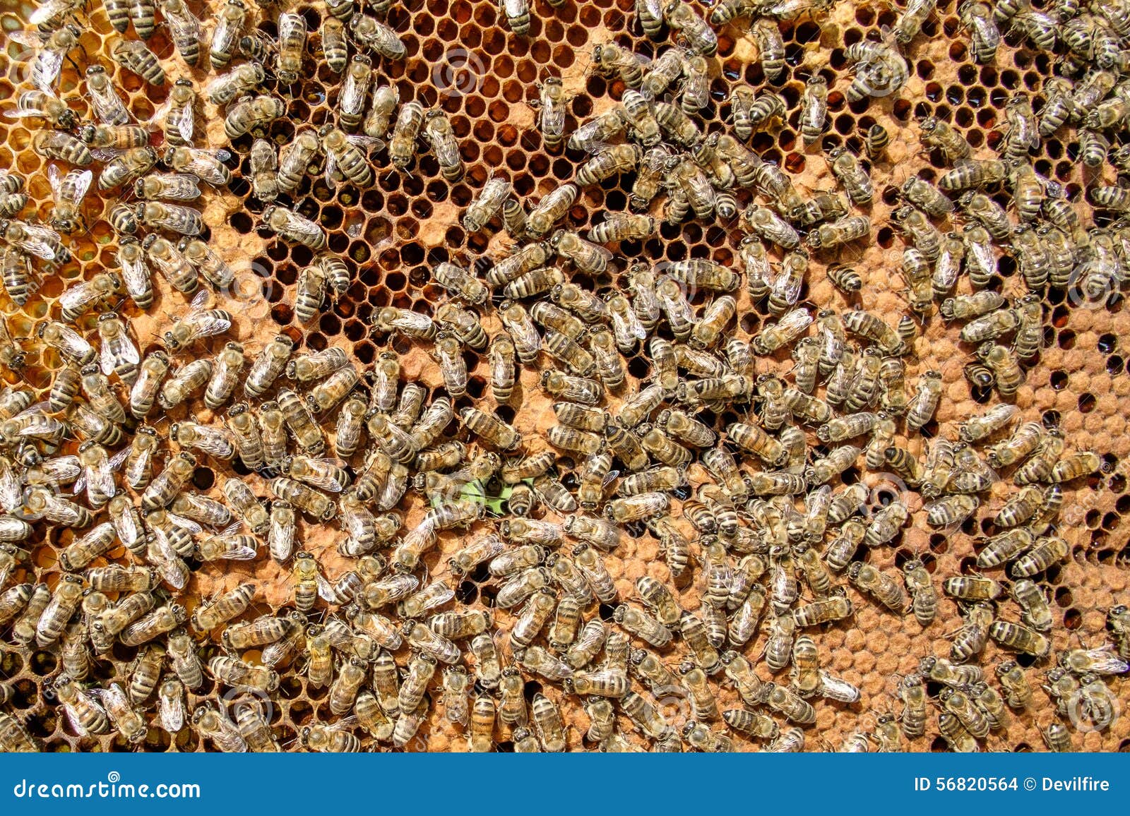 Close up bee farm stock photo. Image of apiary, colony - 56820564