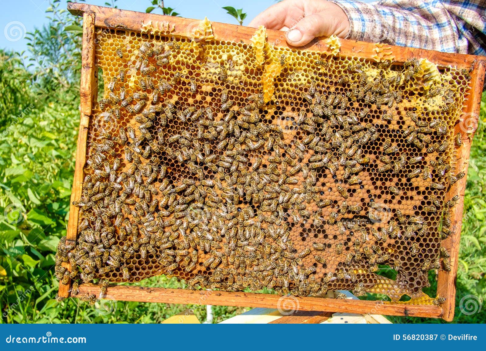 Close up bee farm in box stock image. Image of summer - 56820387
