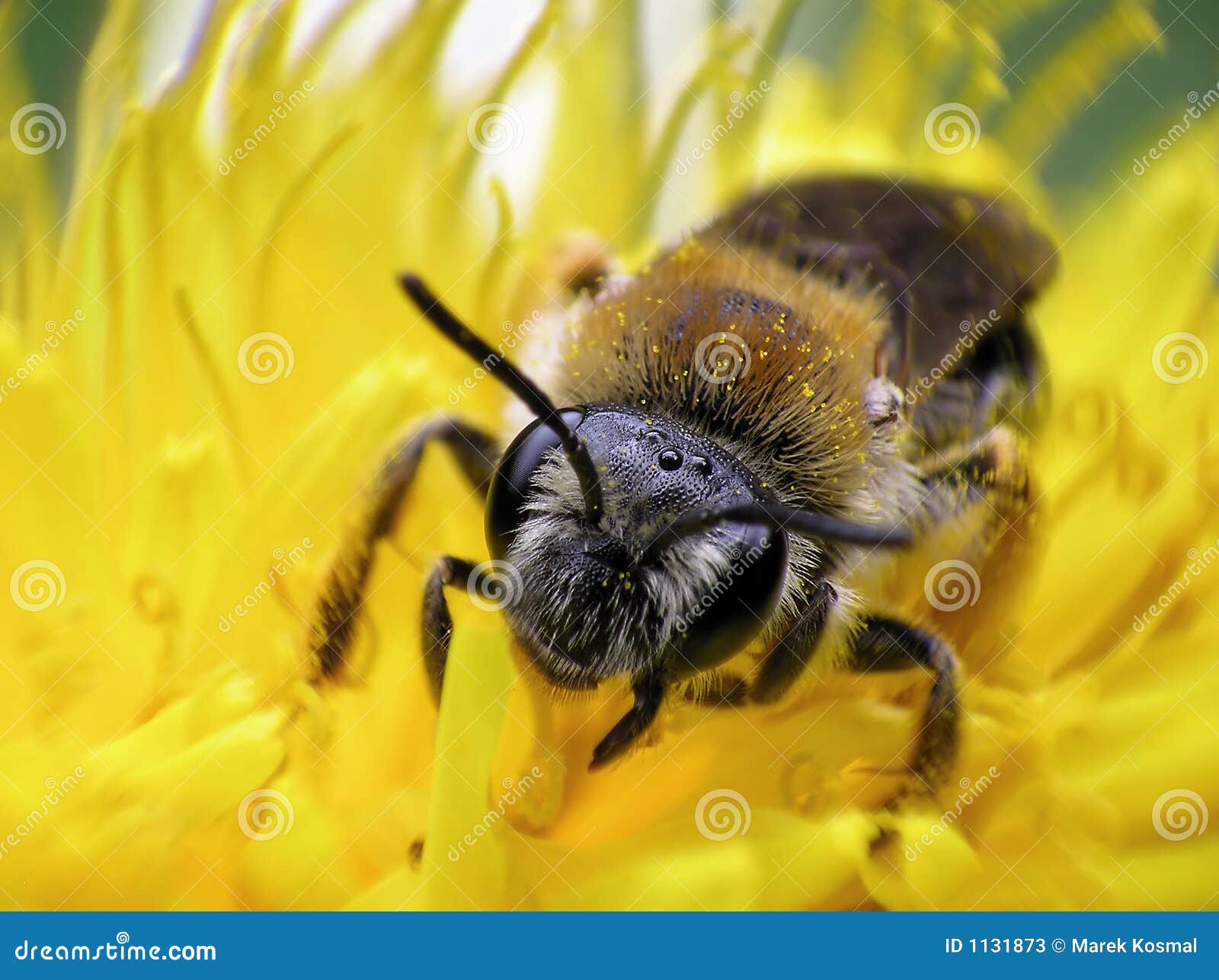 Close-up bee on flower stock image. Image of close, pollination - 1131873