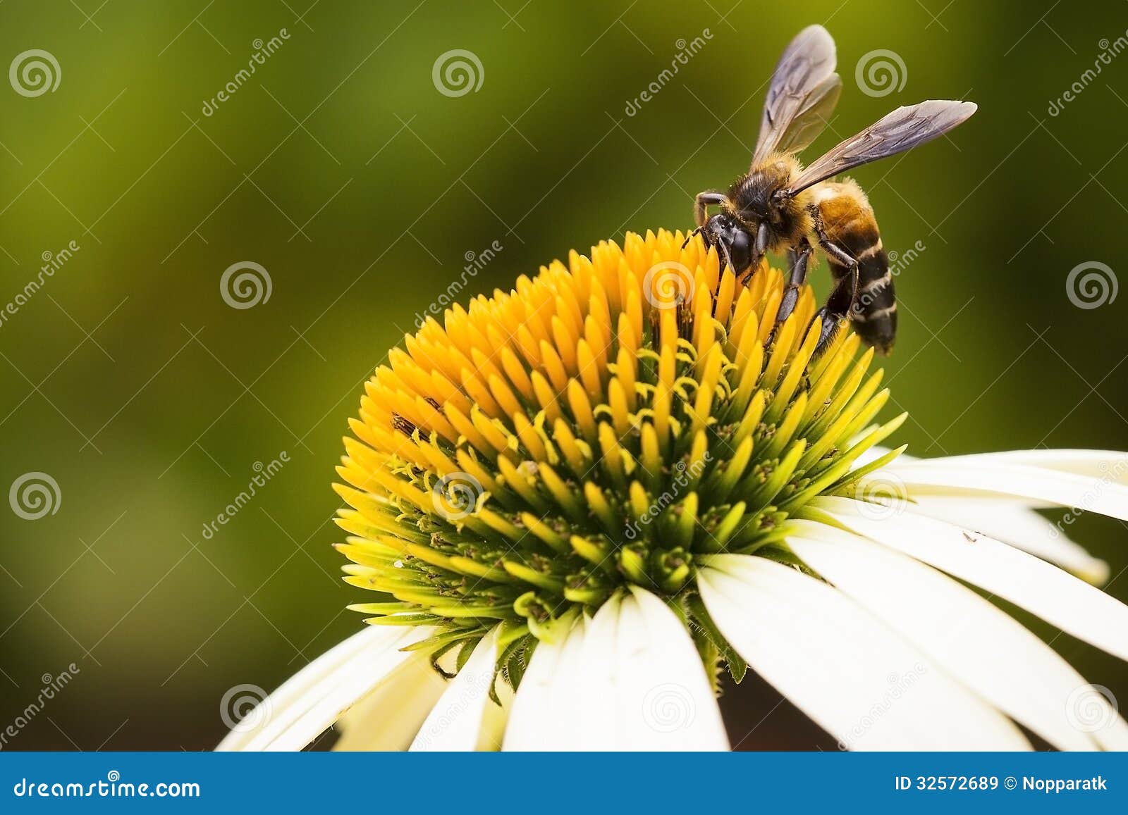 Close up bee stock image. Image of feeding, sunlight - 32572689