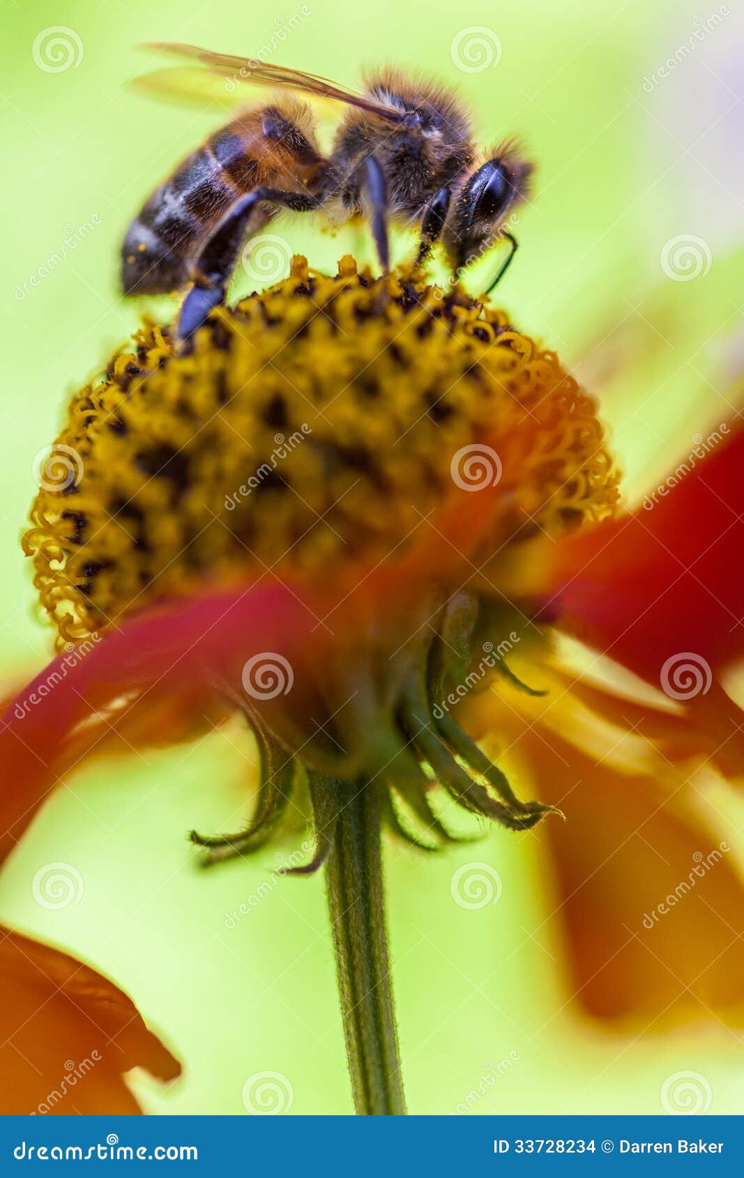 Close Up Bee on a Flower stock photo. Image of green - 33728234