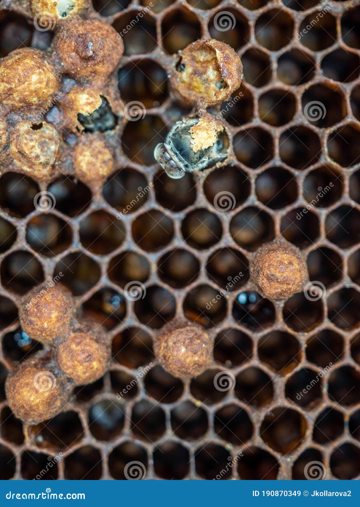 Close Up of Bee Hatching from Honeycomb. Birth of a Bee Stock Image ...