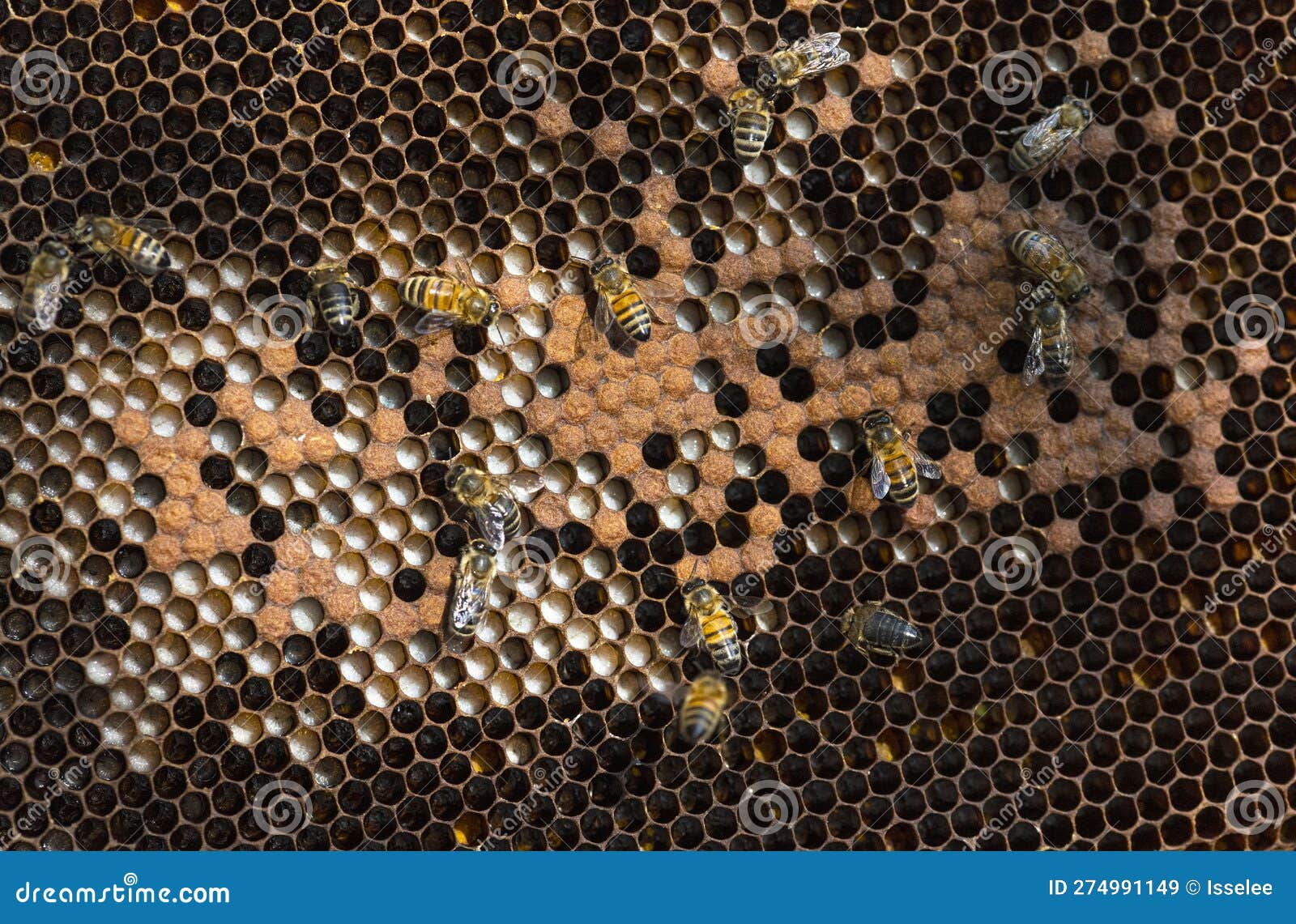 Close-up on Bee Honeycombs Filled with Bee Larvae or Empty Stock Image ...