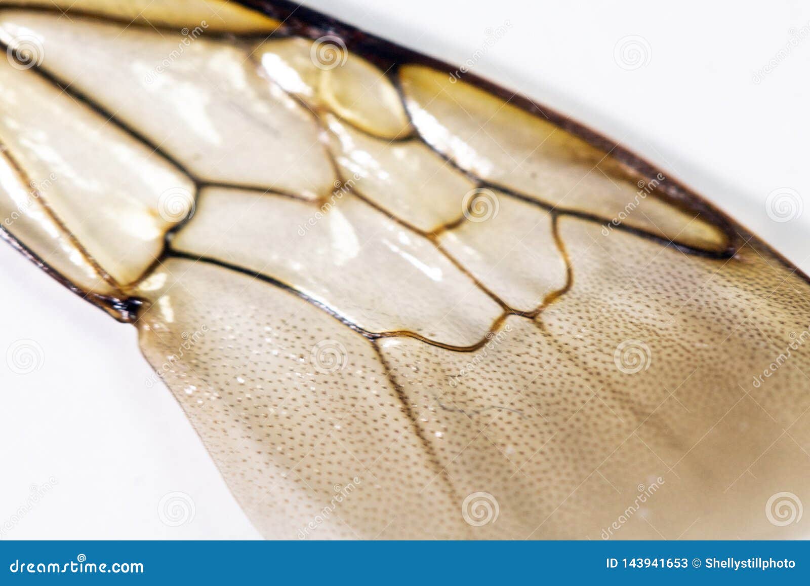 Insect Wing Detail Texture Royalty-Free Stock Photo | CartoonDealer.com ...