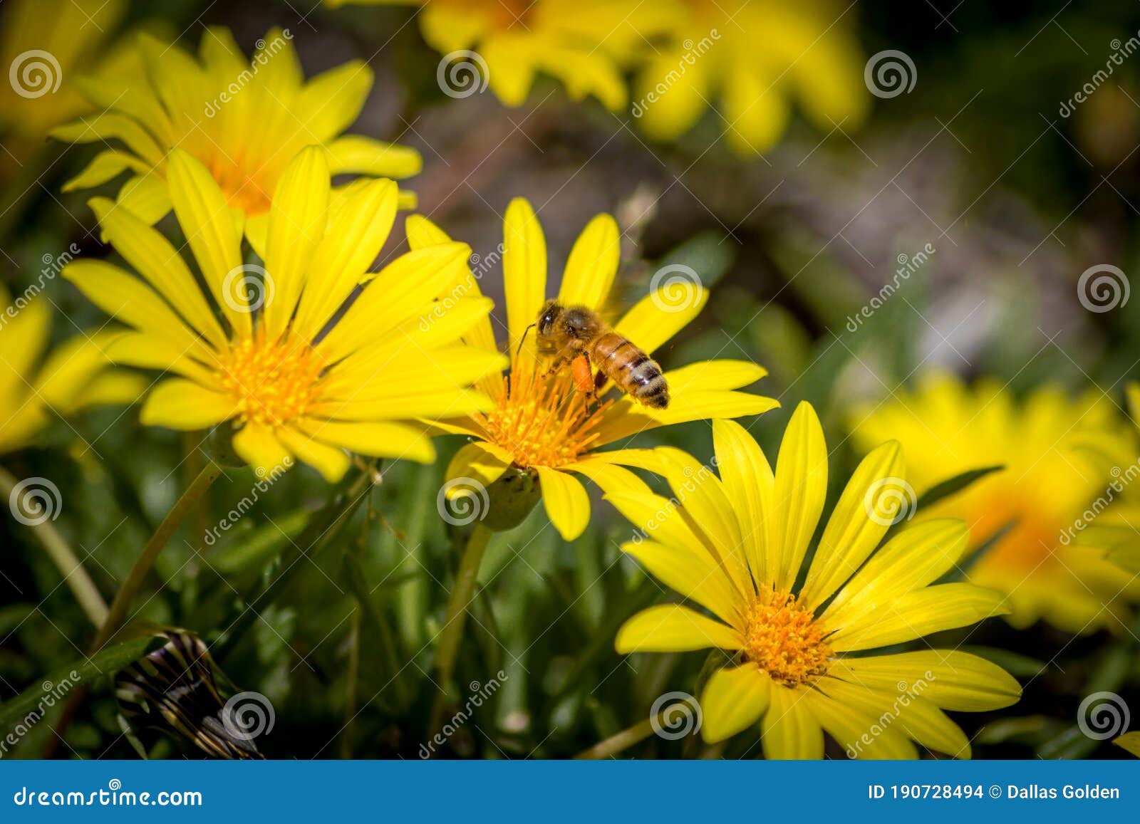 Close Up of a Bee Pollinating Yellow Daisies Stock Photo - Image of ...