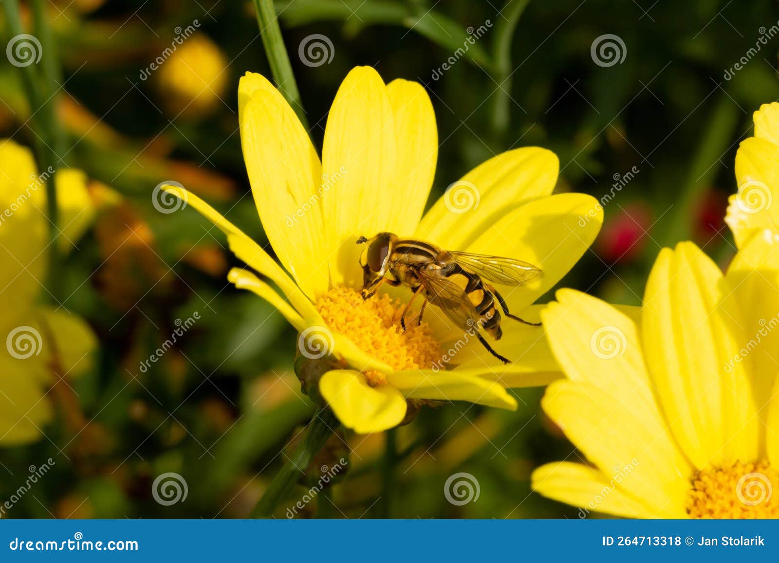 Close-up of Bee Pollinating a Yellow Flower. Stock Photo - Image of ...