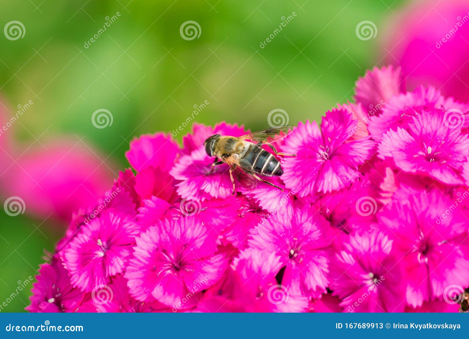 Close Up of Bee Sitting on Blooming Pink Phlox Stock Image - Image of ...