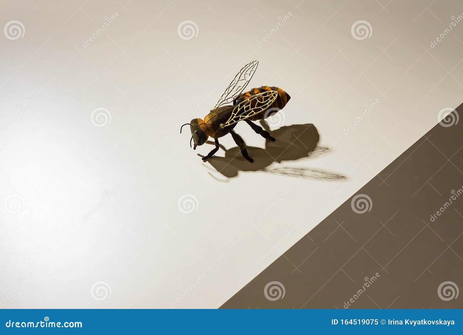Close Up of a Bee Sitting on White Wall. Hard Shadows Stock Image ...