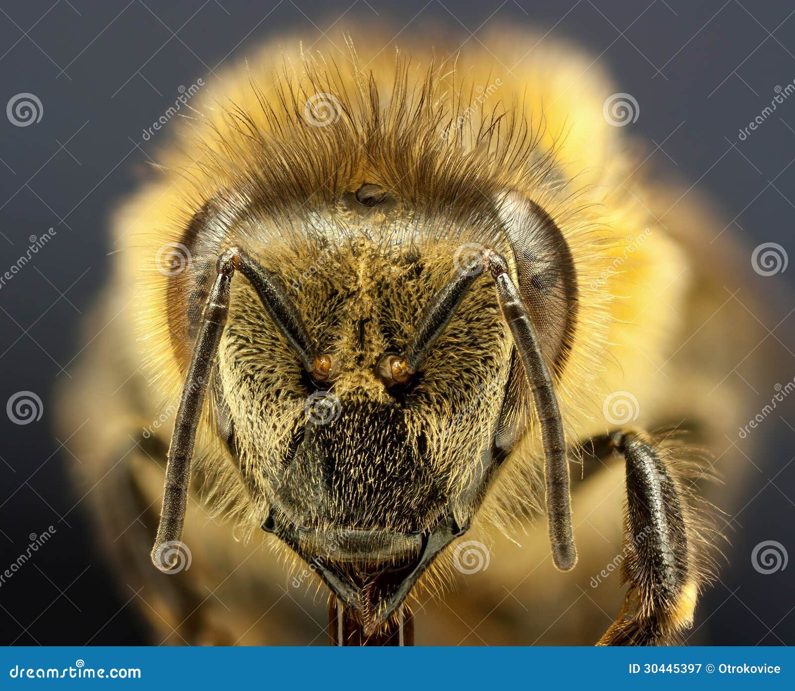 Close up bee stock image. Image of honey, closeup, macro - 30445397