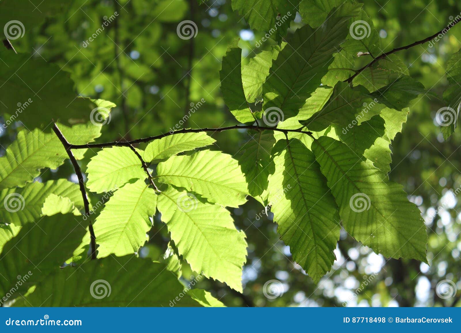 Close Up of Beech Leaves in Sunlight Highlighted in Forest Stock Photo ...