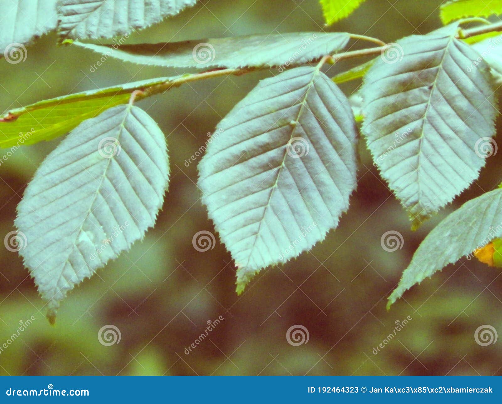 Close up of beech leaves stock image. Image of environment - 192464323