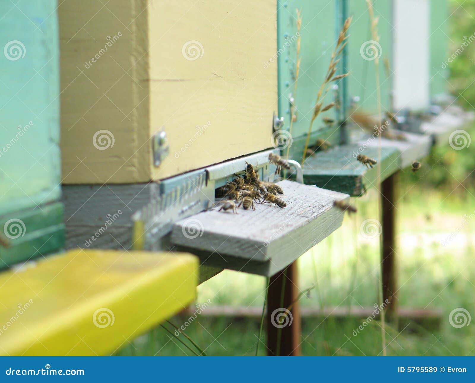 Close-up of Beehive Entrance Stock Image - Image of busy, bees: 5795589