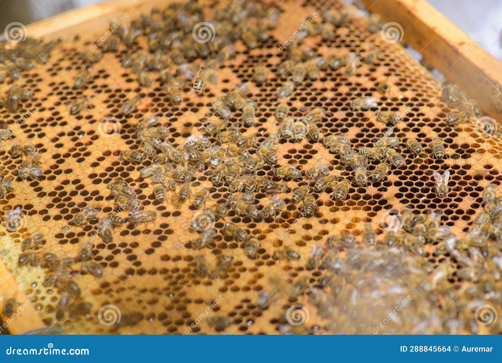 Close up beehive frame stock photo. Image of feeding - 288845664