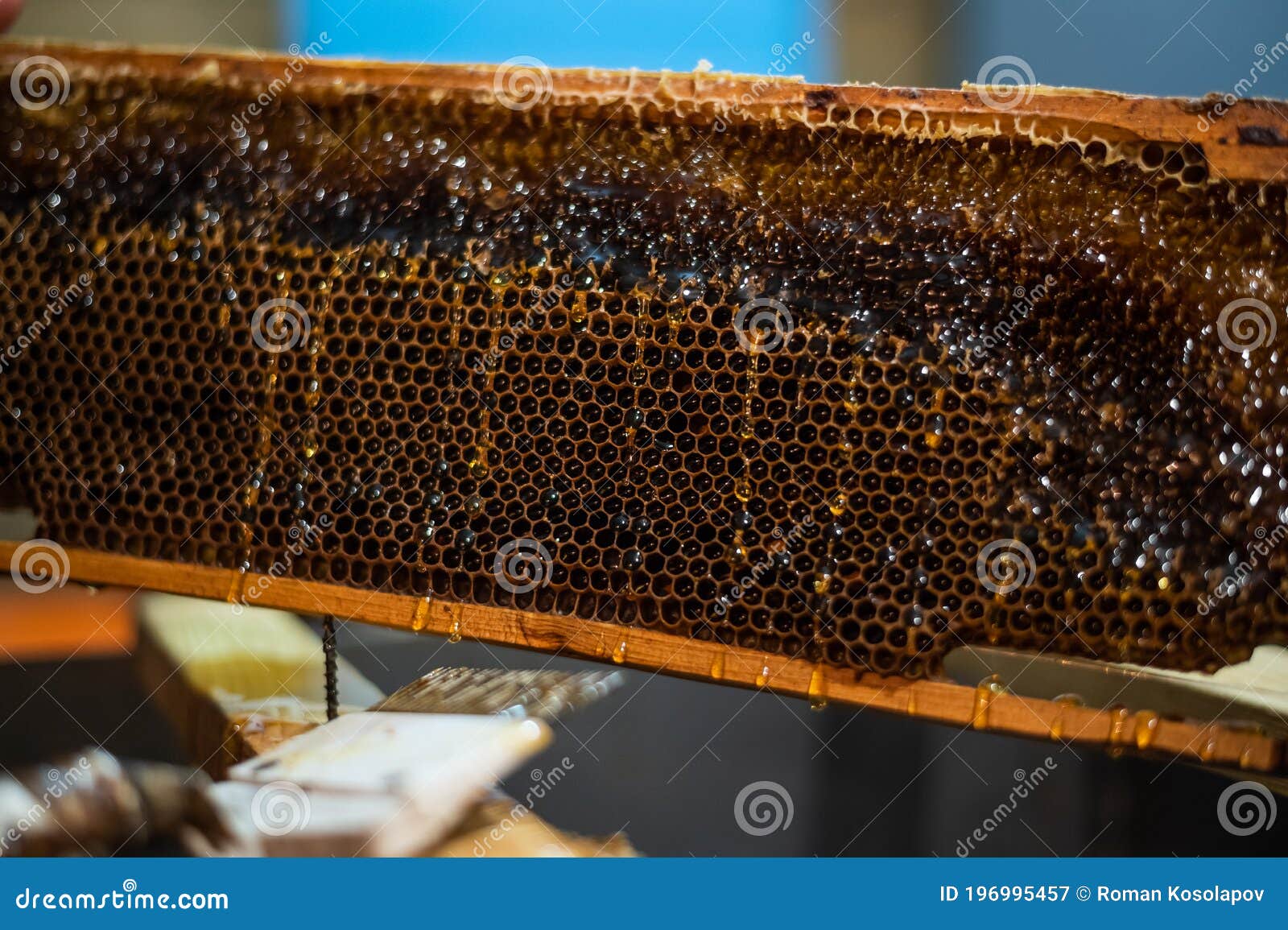 Close-up of Beekeeper Extracting Honey from Honeycomb with a Scraper in ...