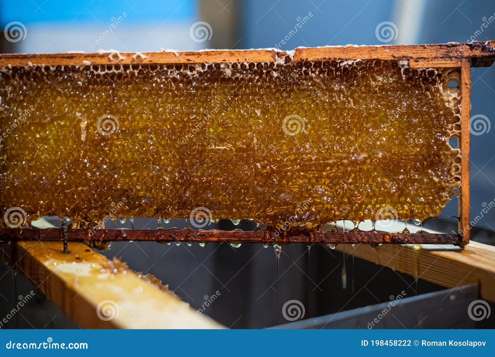 Close-up of Beekeeper Extracting Honey from Honeycomb with a Scraper in ...