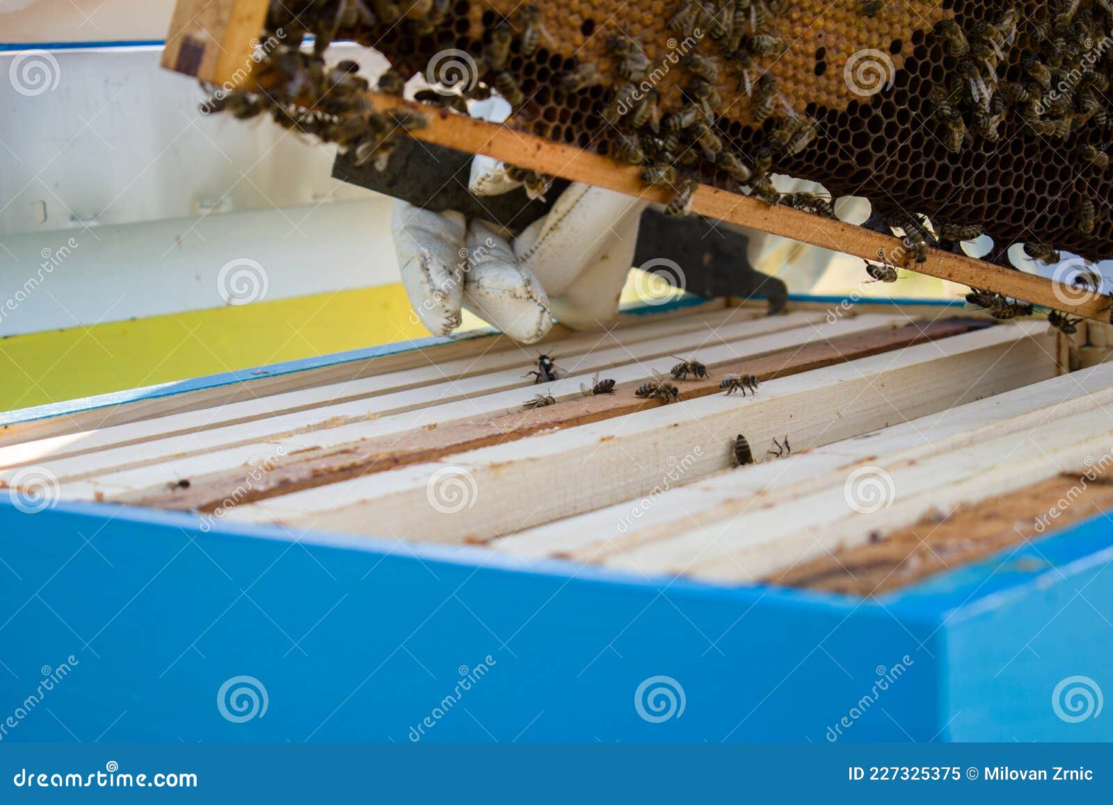 Close Up of Beekeeper Opening Beehives or Bee Box Full of Bees Stock ...