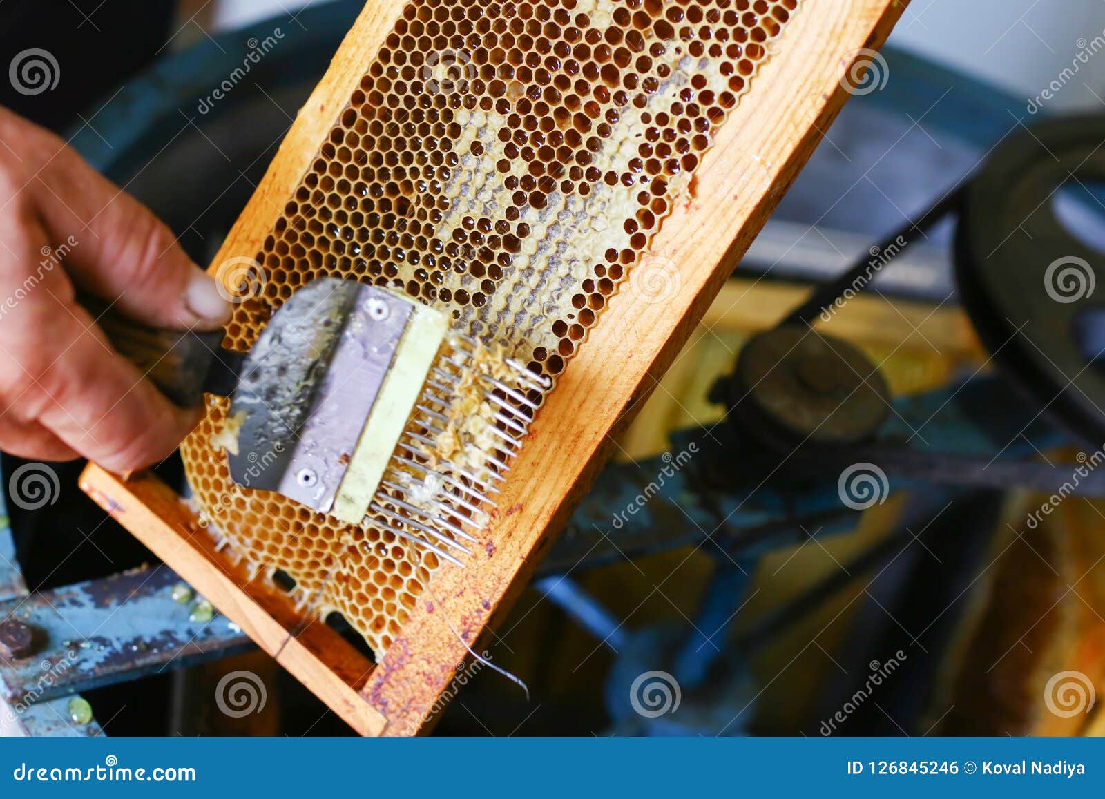 Close-up Beekeeper is Uncapping Honeycomb with Uncapping Fork ...